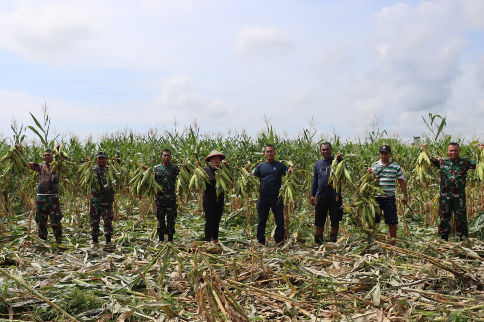 Wujudkan Ketahanan Pangan, Kodim Tobelo Panen Raya Jagung - Halmahera Raya Wujudkan Ketahanan Pangan, Kodim Tobelo Panen Raya Jagung - Halmahera Raya